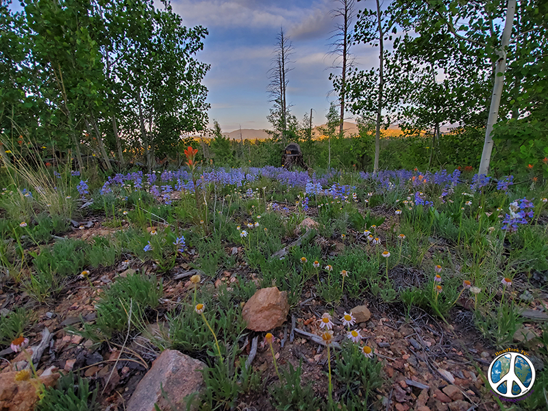 Wigwam Trail Colorado - Get Lost in America - Hiking - Fly Fishing