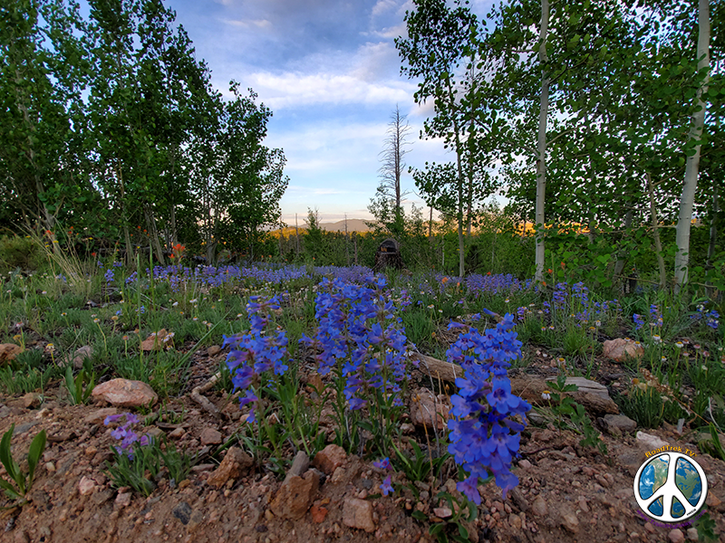 Wigwam Trail Colorado - Get Lost in America - Hiking - Fly Fishing